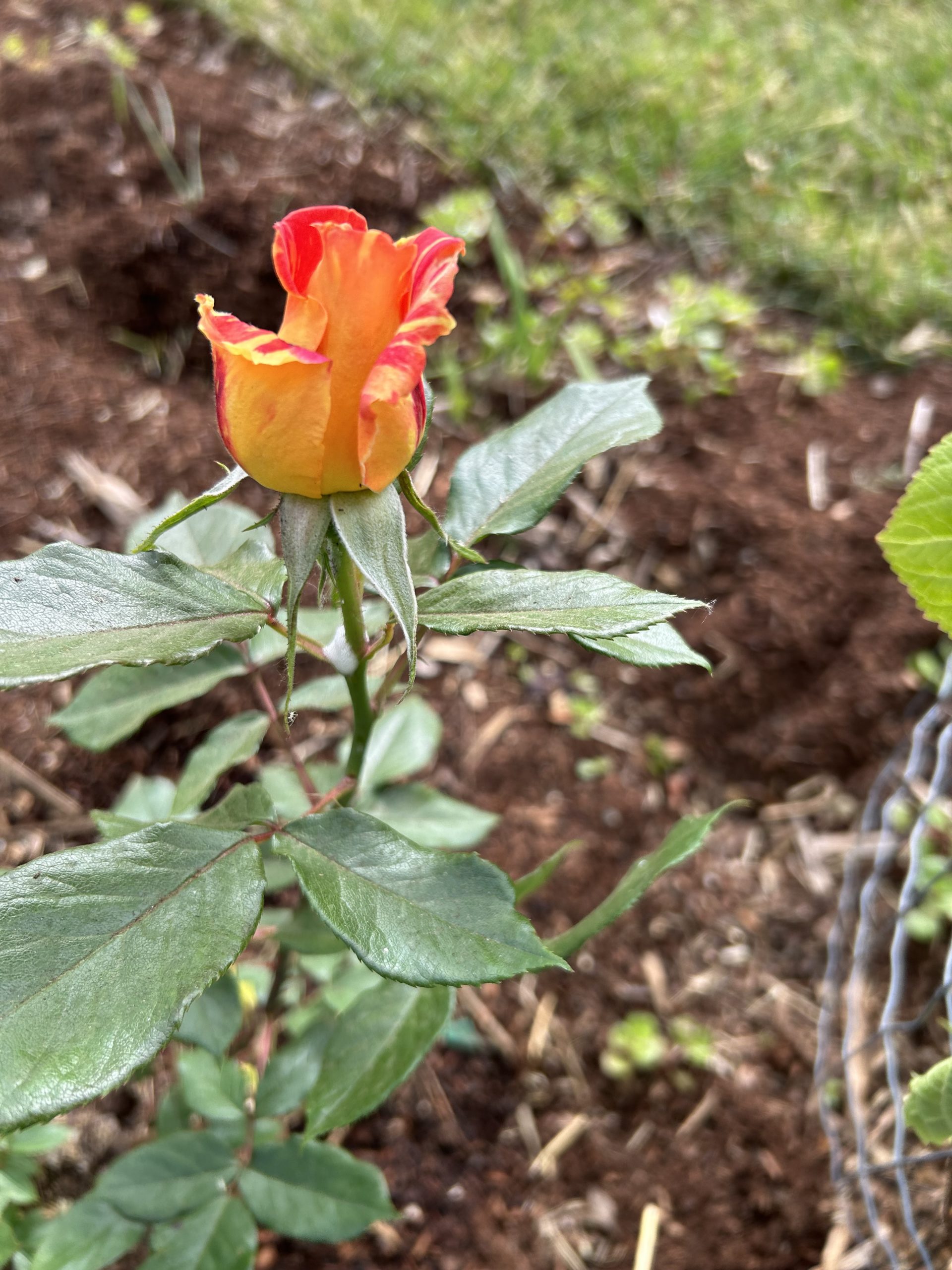 May 29, 2023– Roses in time for Summer! – The Green PLANeT Gardens