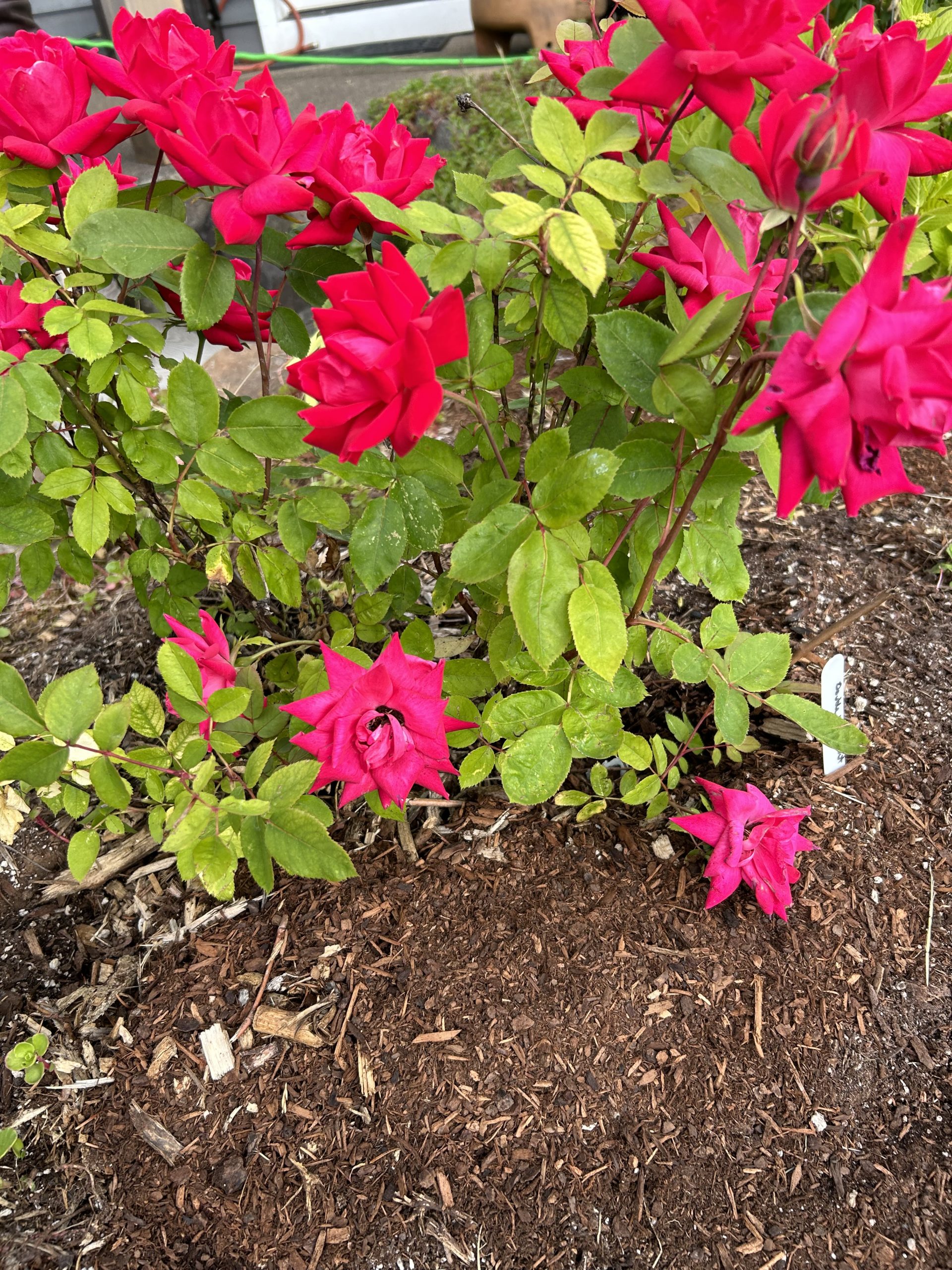 May 29, 2023– Roses in time for Summer! – The Green PLANeT Gardens