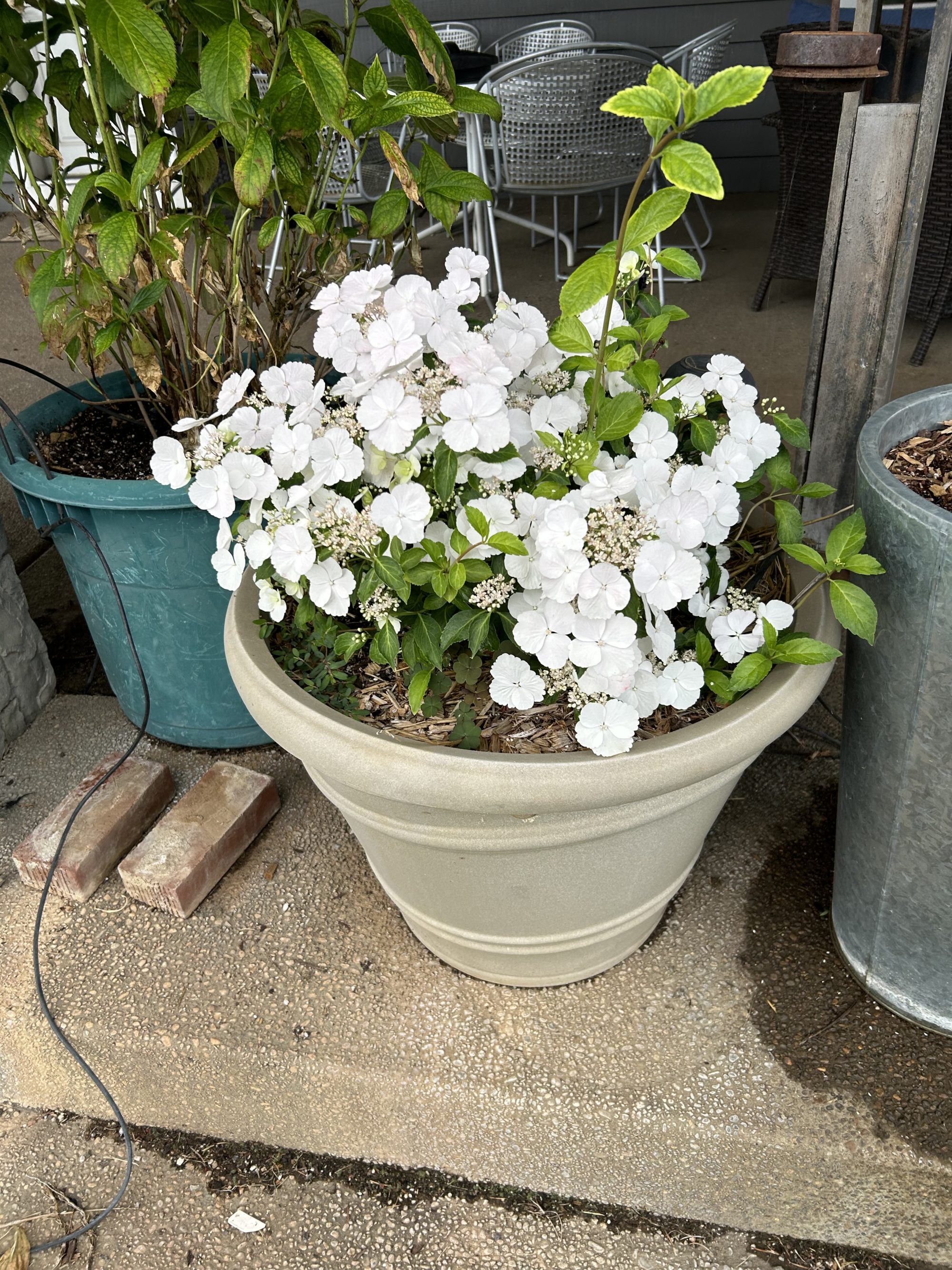 June 22,2023–Summer’s in Bloom! – The Green PLANeT Gardens
